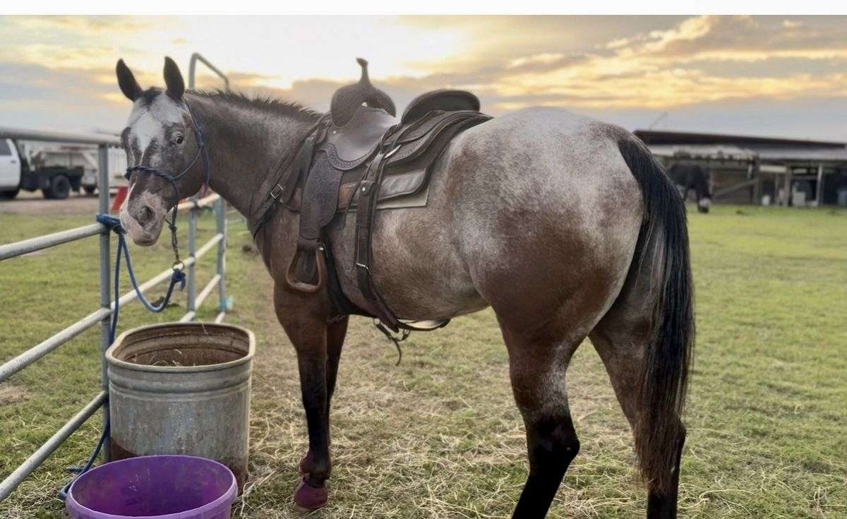 Gorgeous Red Roan All Around Family Safe Appy Mare. Arena, Show, 4H, Trails
