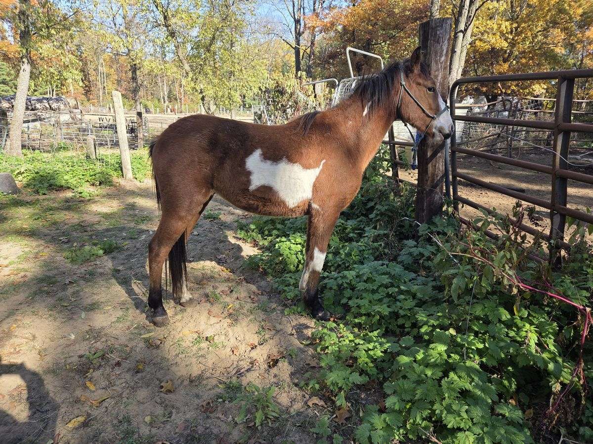 Pretty Bay Overo Colt