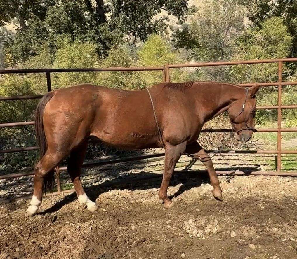 Project Horse for Sale