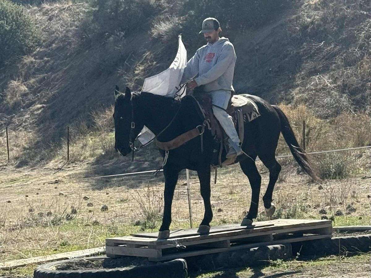 Jet Black, Family Safe, Rope, Ranch, Trail Mule Deluxe!