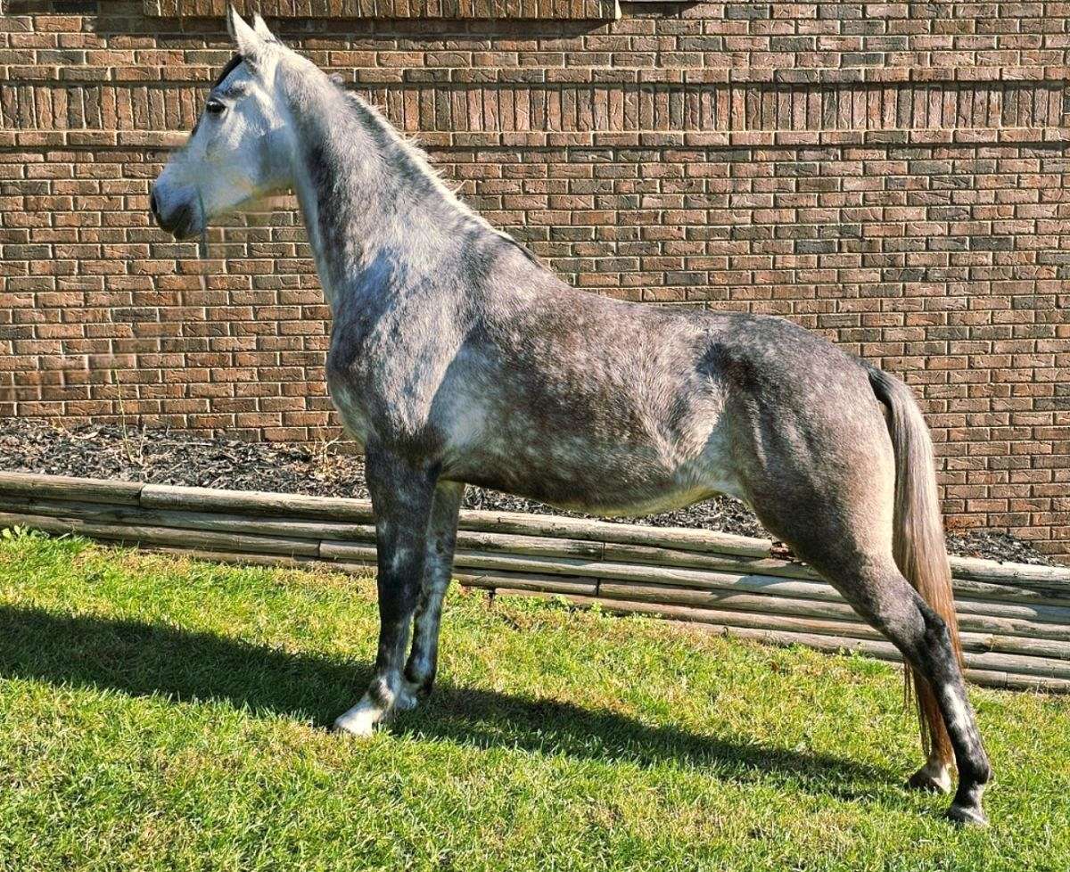 Omaha *Flashy *Gaited *Show *Trail *Grey Mare