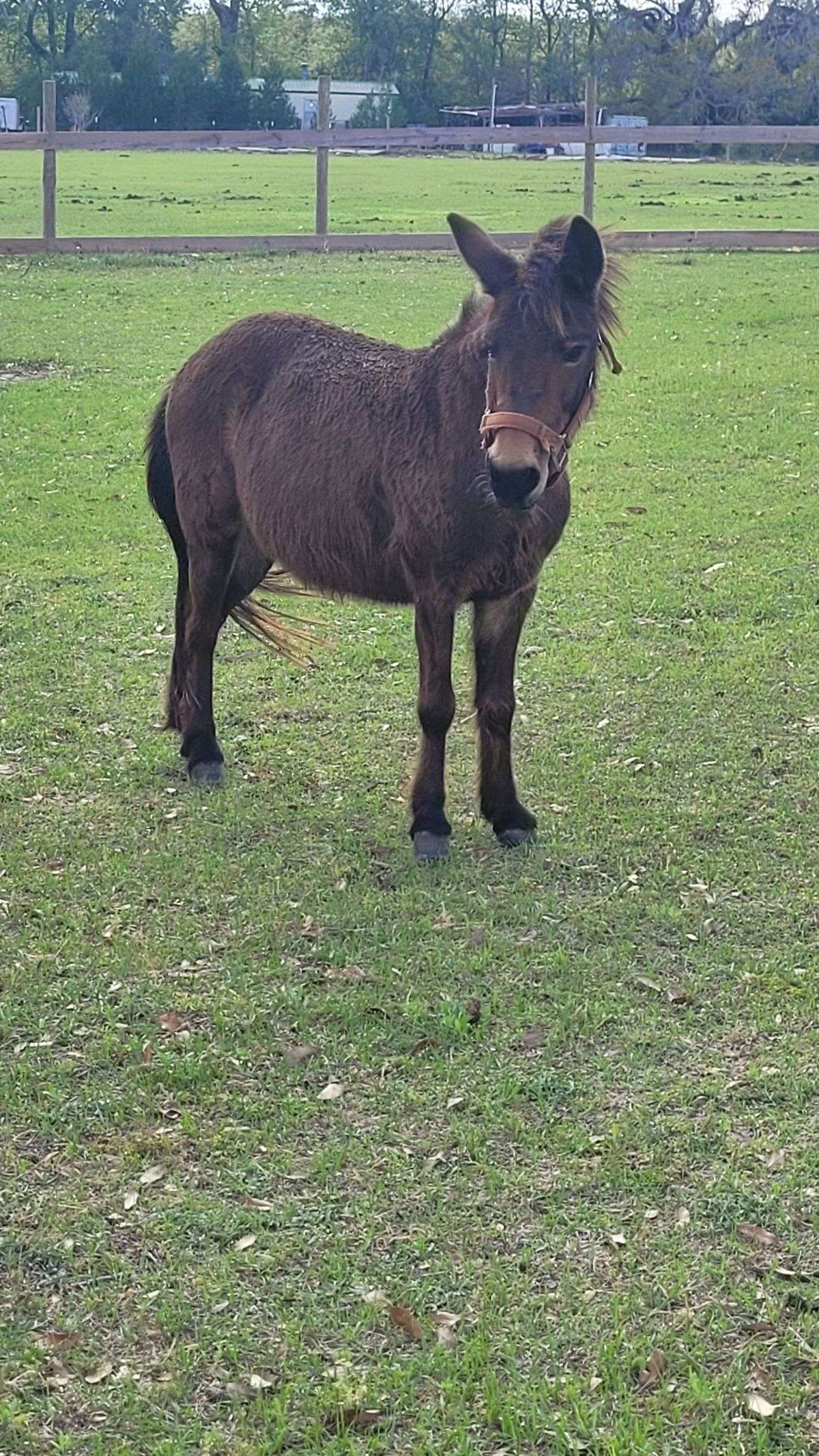 Sassy - Sassy Little Pony Mule