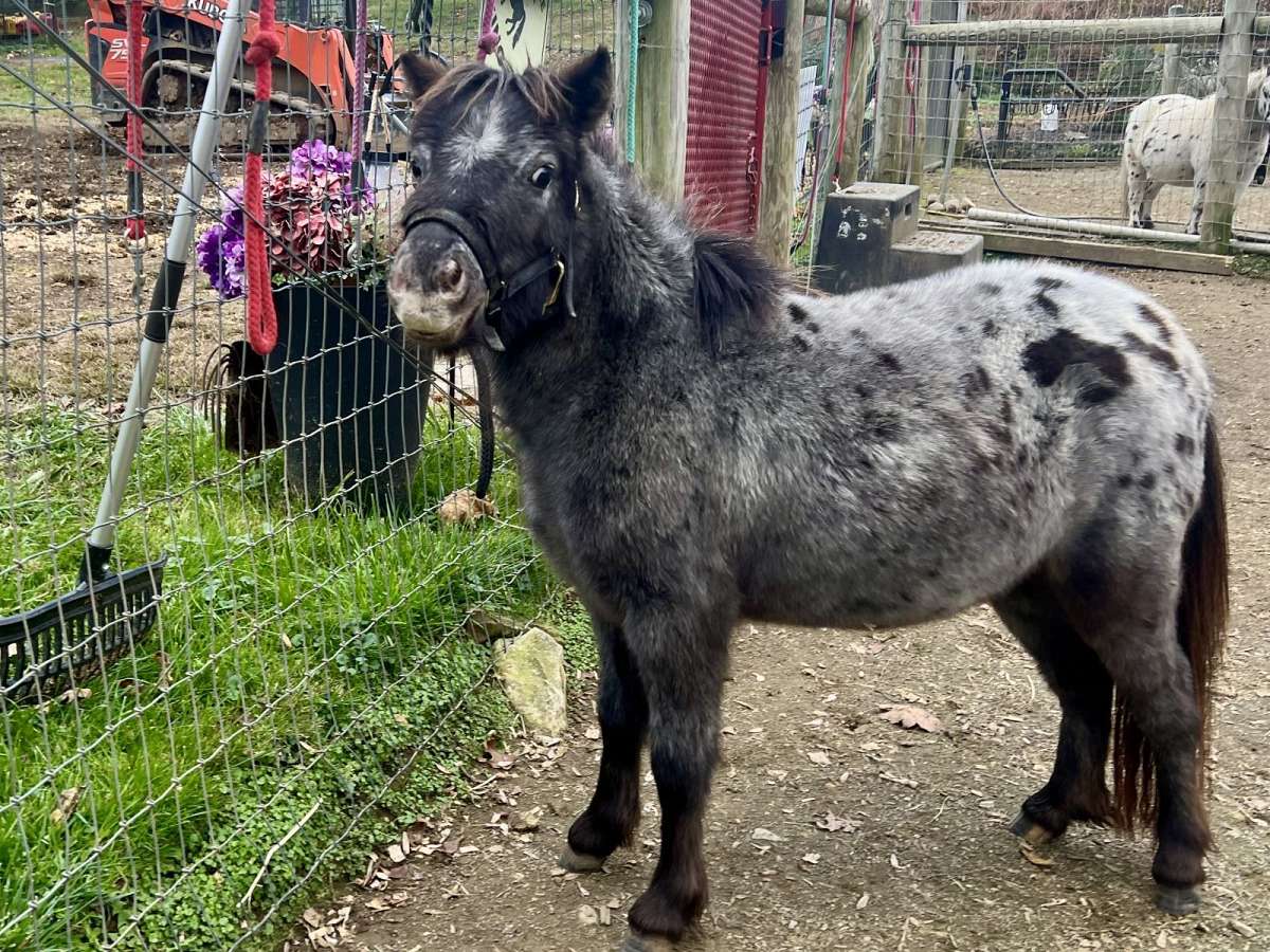 Purebred Falabella Filly for Sale