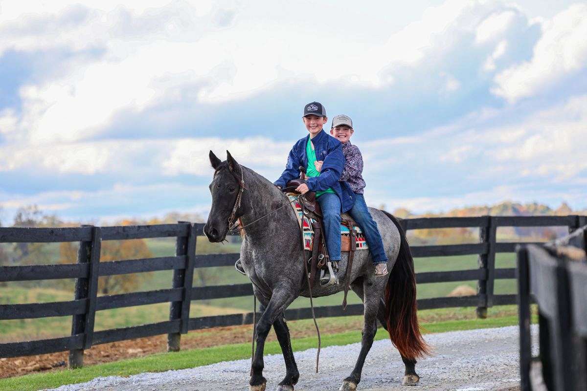 Gorgeous Registered Super Gentle True Blue Roan TWH Mare, Safe and Smooth
