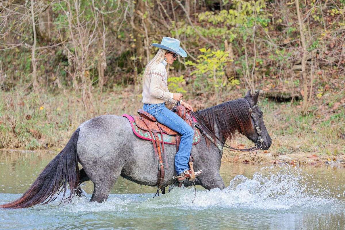 Gorgeous Registered Super Gentle True Blue Roan TWH Mare, Safe and Smooth