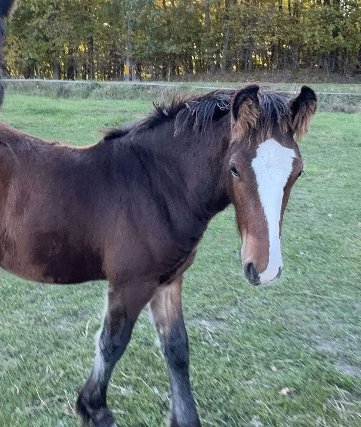 Gypsy Cross Stud Colt for Sale