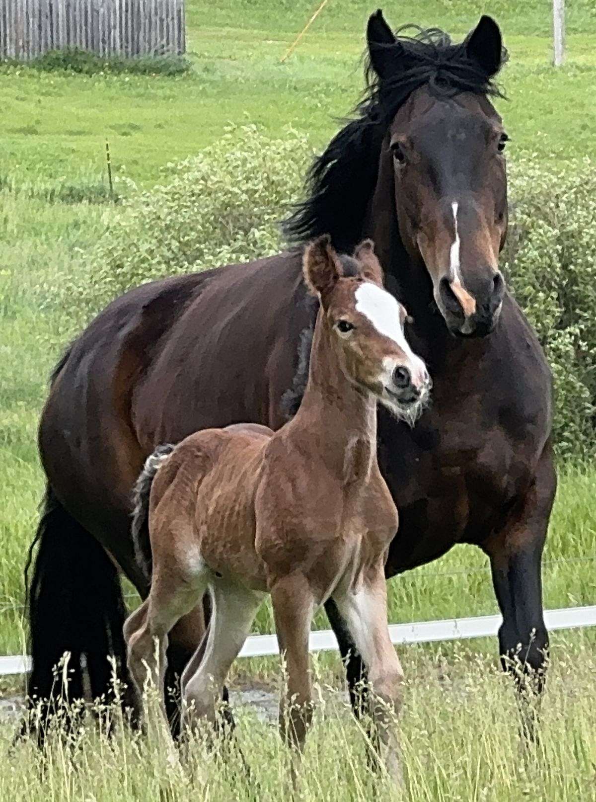 Gypsy Cross Stud Colt for Sale