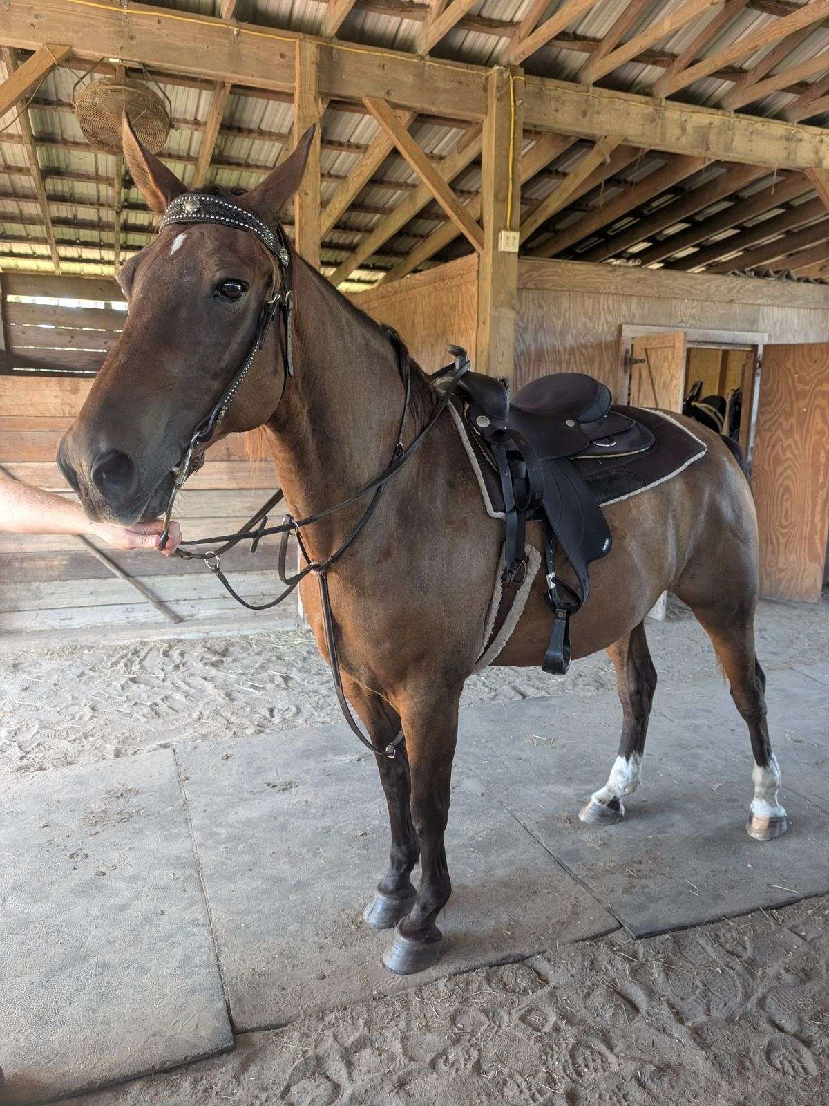 Handsome Draft Cross