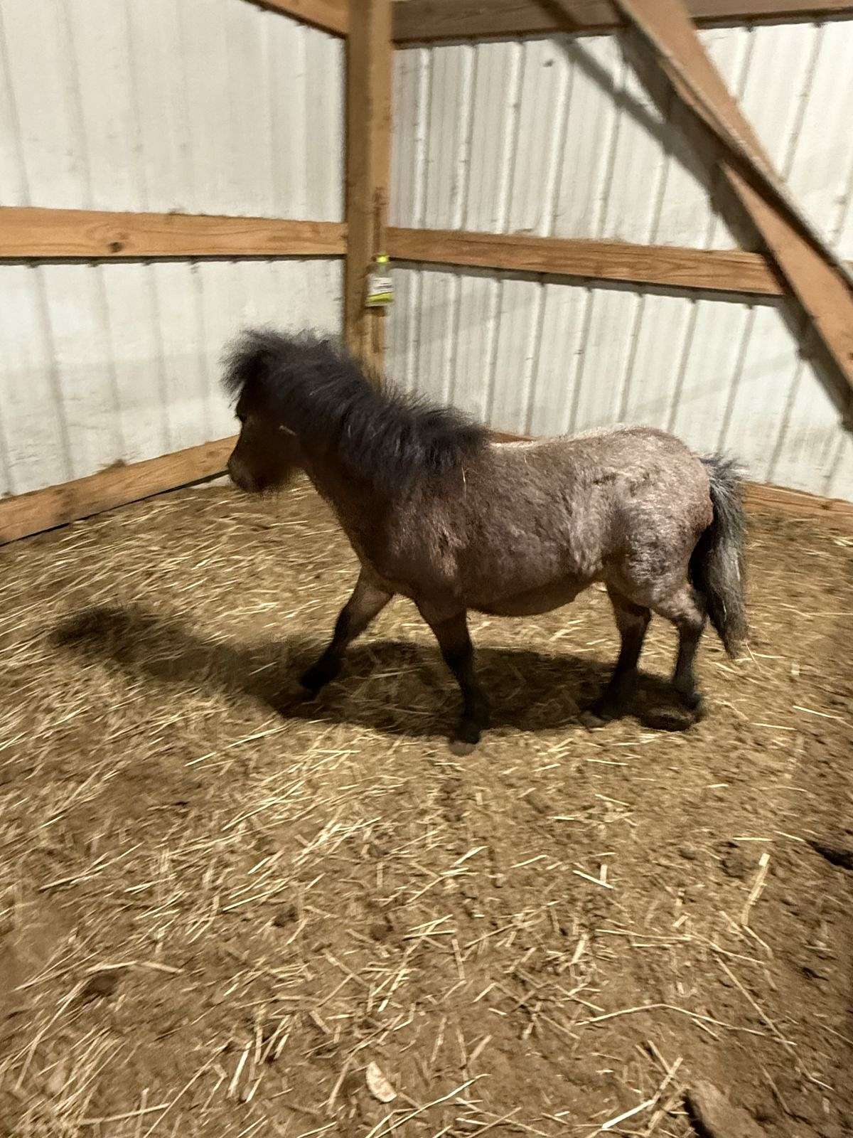 Baby Mini Horse Stallion