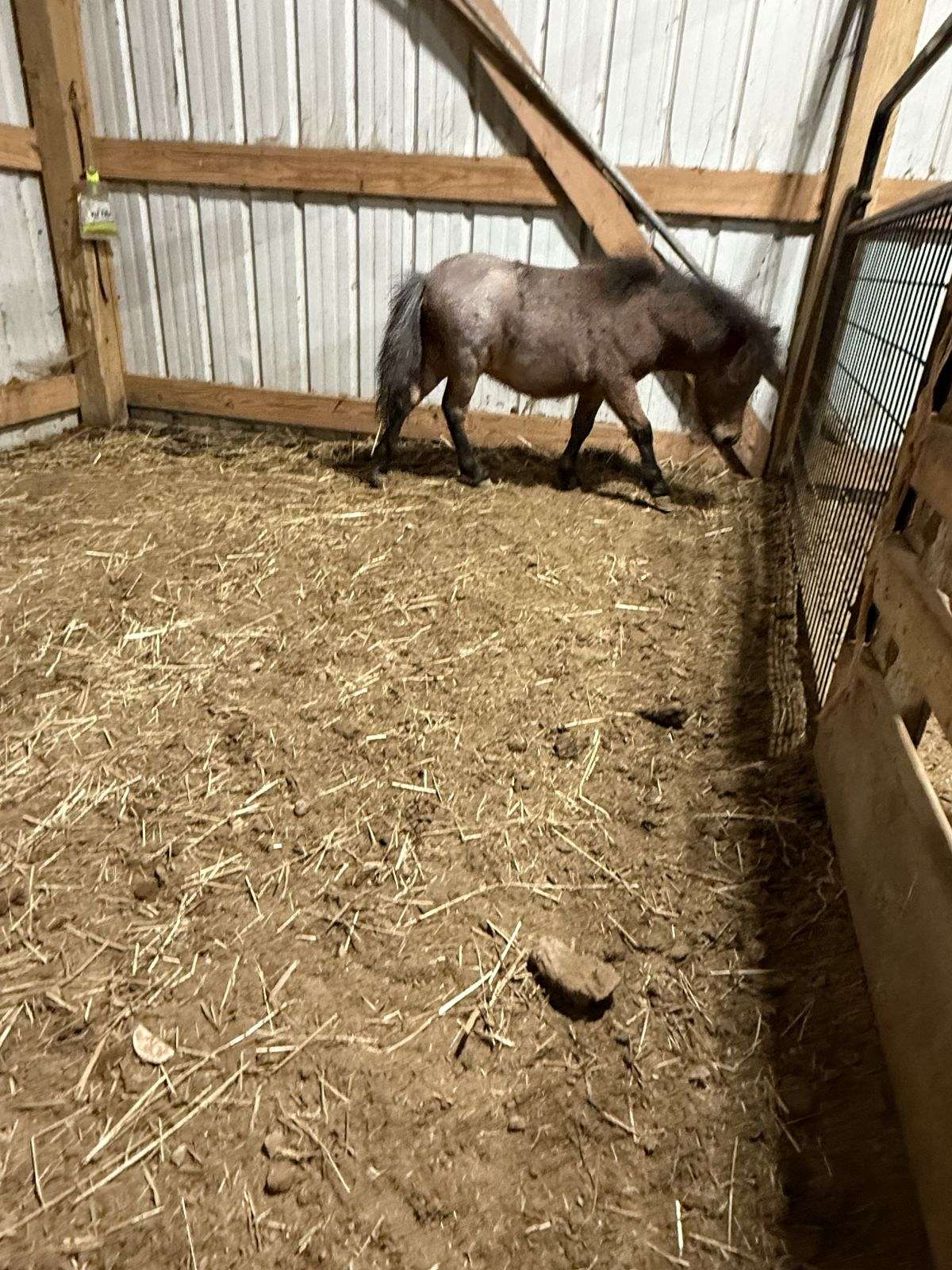 Baby Mini Horse Stallion