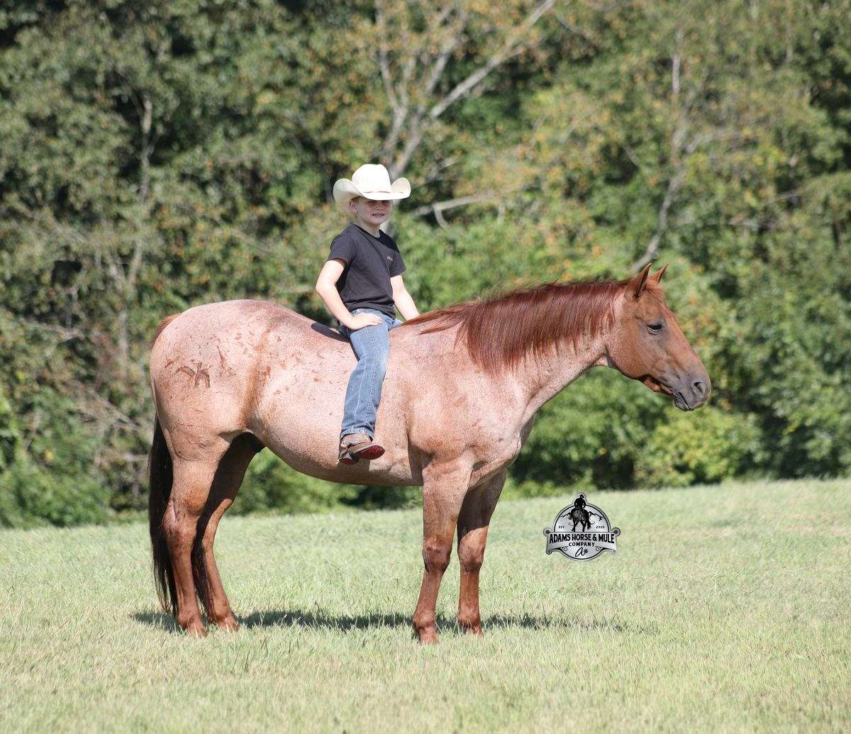Fancy Broke, Quiet, Gentle Ranch or Trail Horse!
