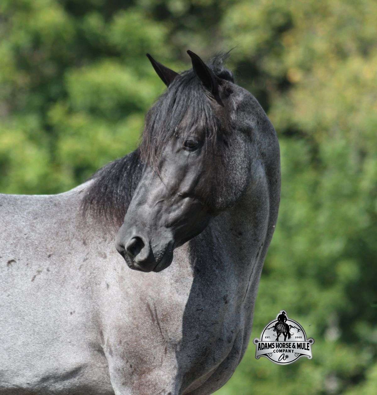 True Blue Roan, Family Safe, Ranch/Trail Horse!