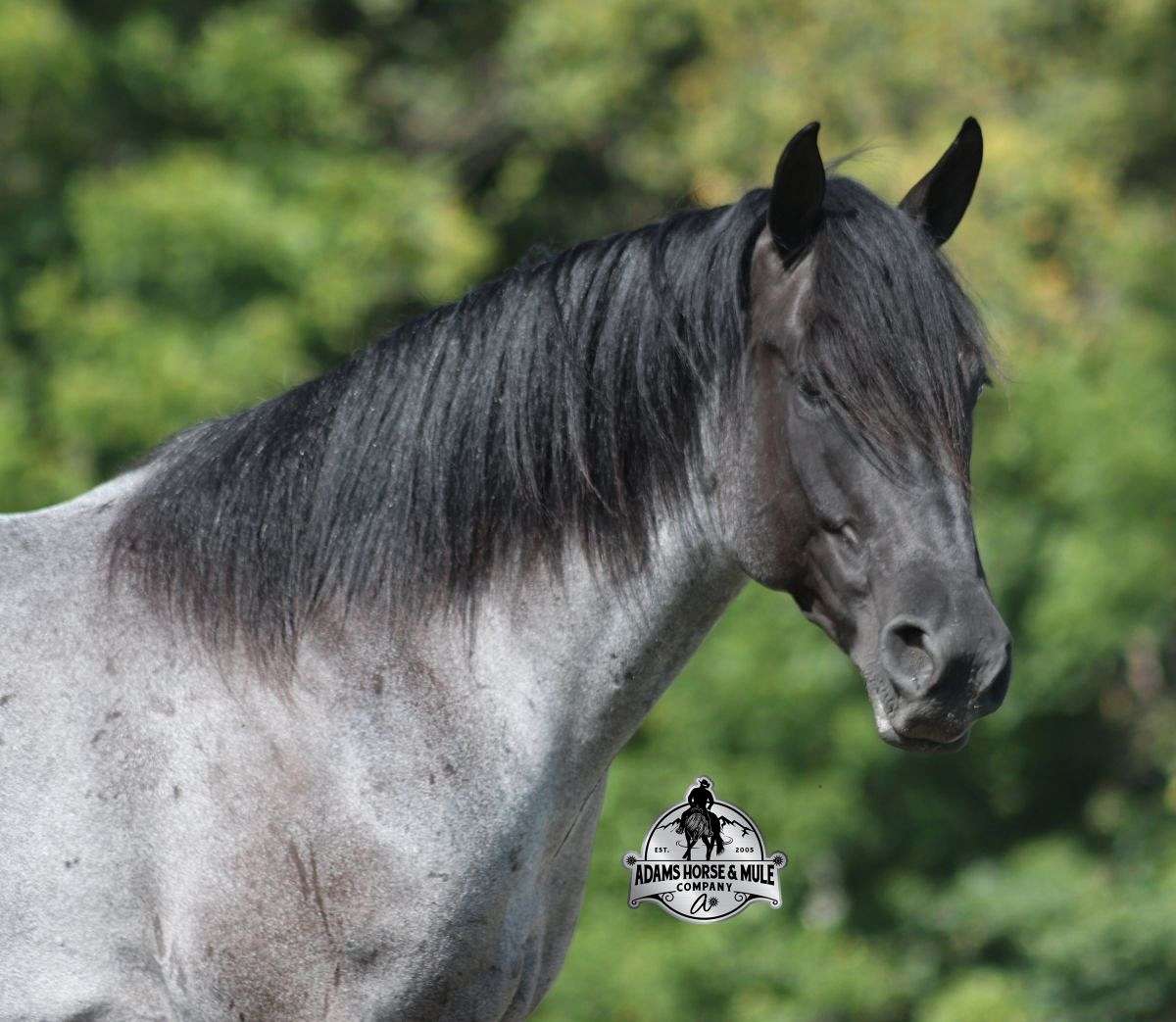 True Blue Roan, Family Safe, Ranch/Trail Horse!