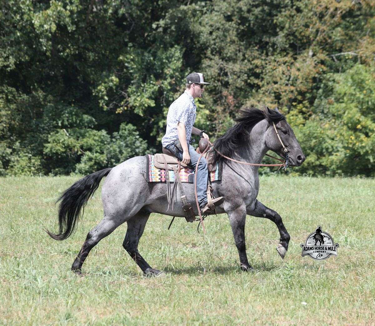 True Blue Roan, Family Safe, Ranch/Trail Horse!