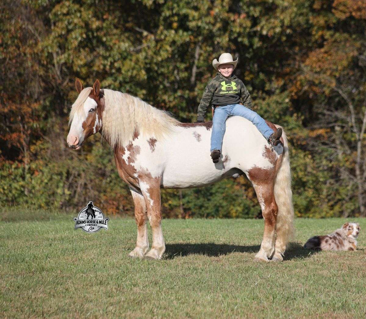 Rare Overo Draftcross, Family/Kid Safe, Ranch/Trail Horse Deluxe!