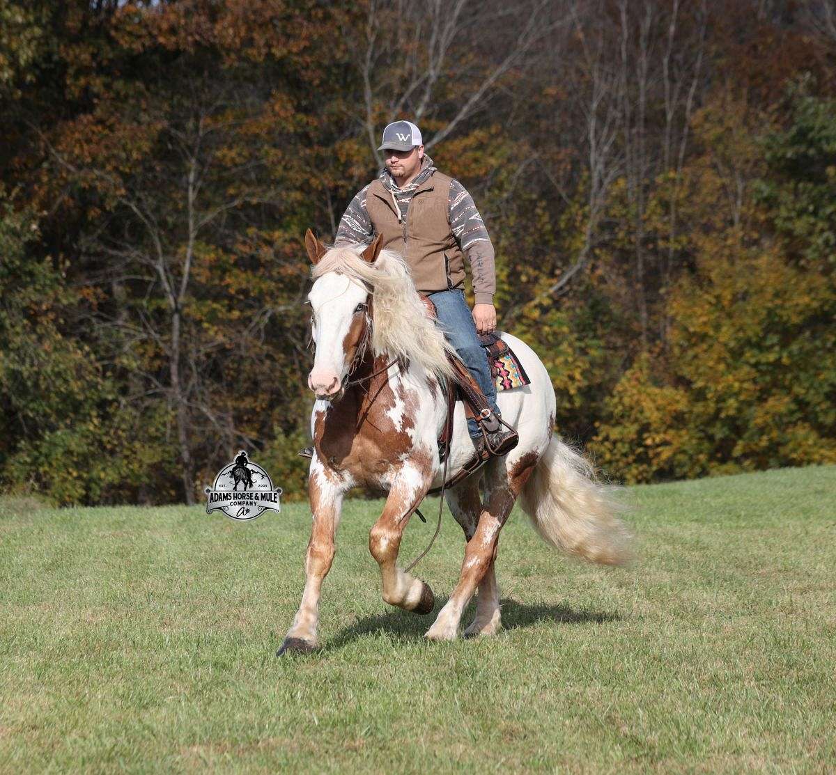 Rare Overo Draftcross, Family/Kid Safe, Ranch/Trail Horse Deluxe!