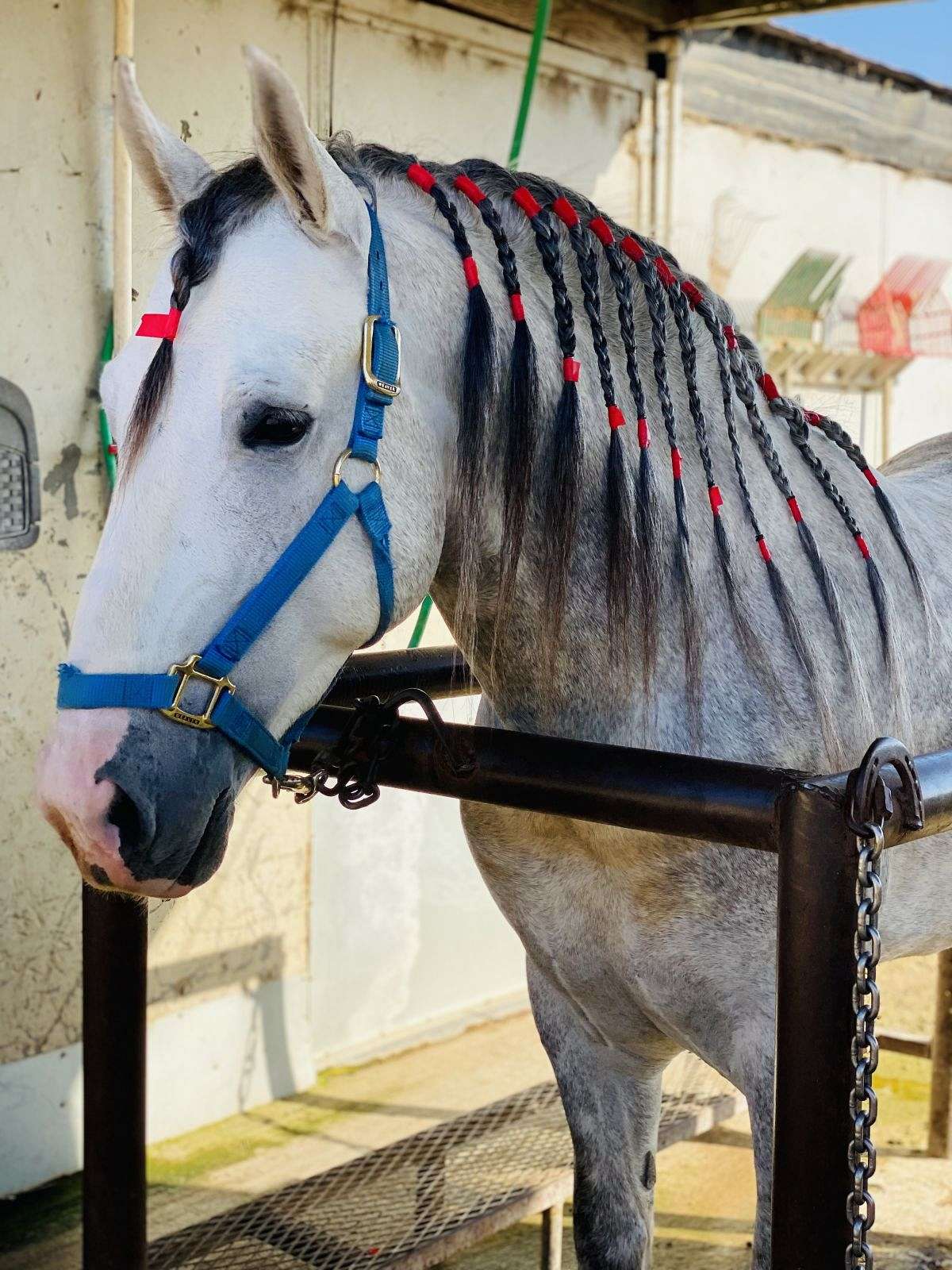 Azteca Horse for Sale 7 Years Old Dancing Horse