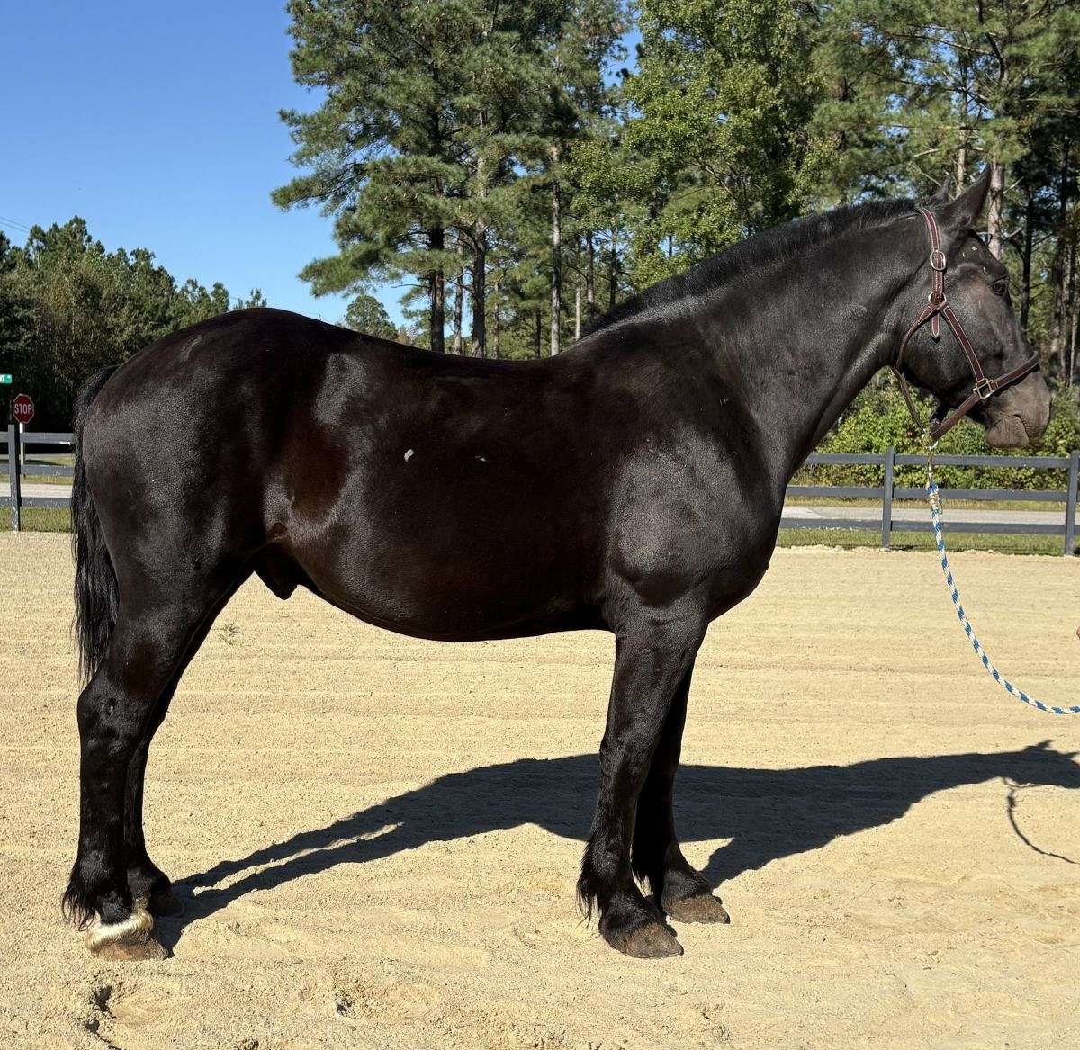 Nice Percheron Gelding