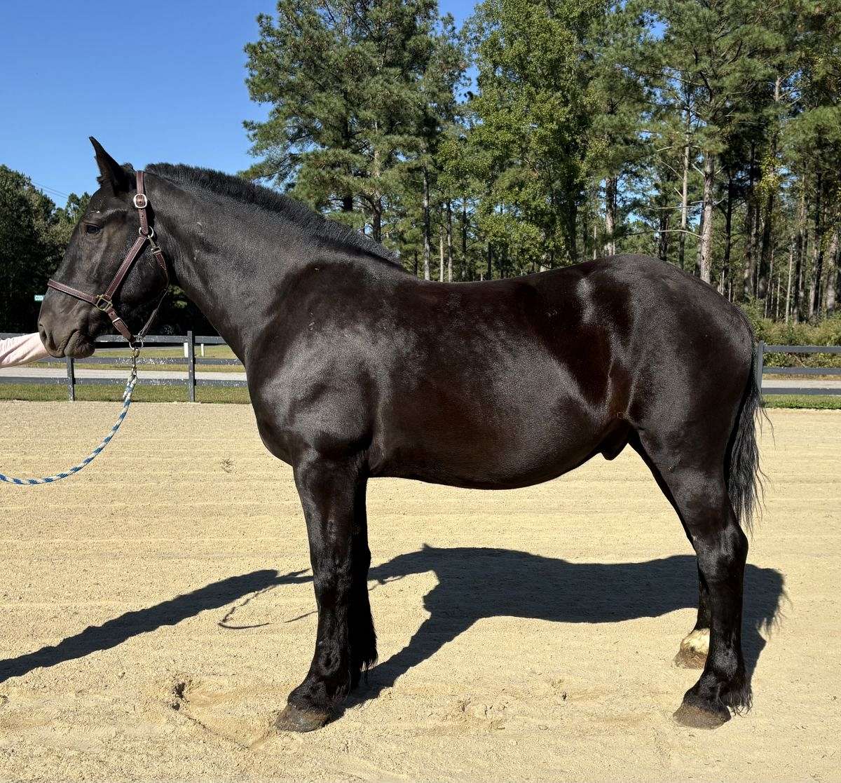 Nice Percheron Gelding