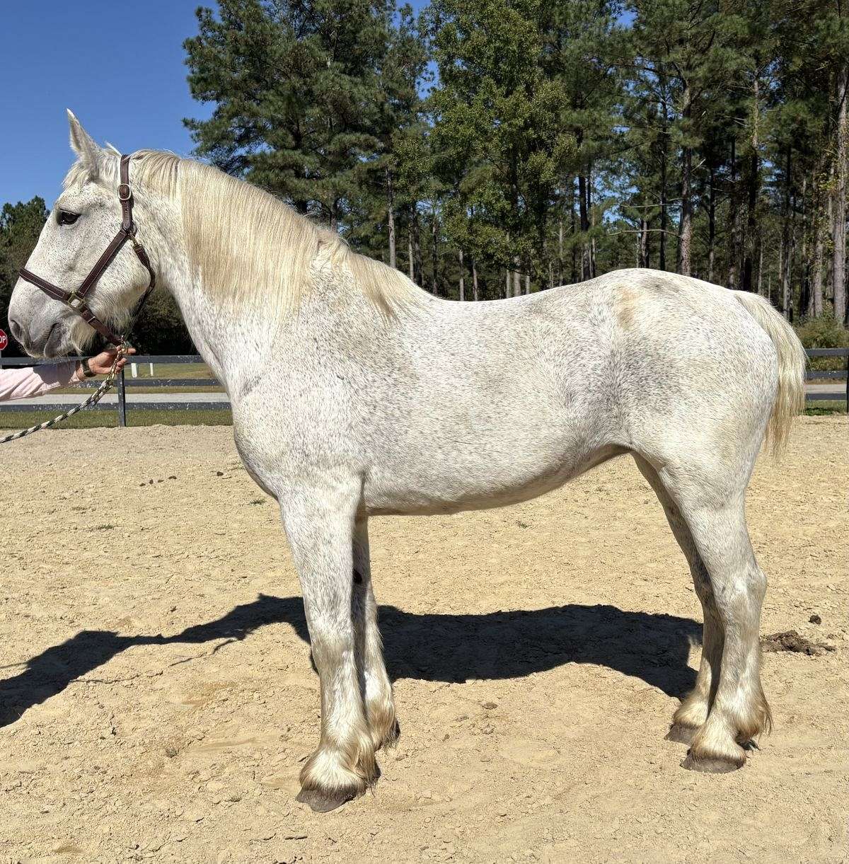 Grey Percheron Mare
