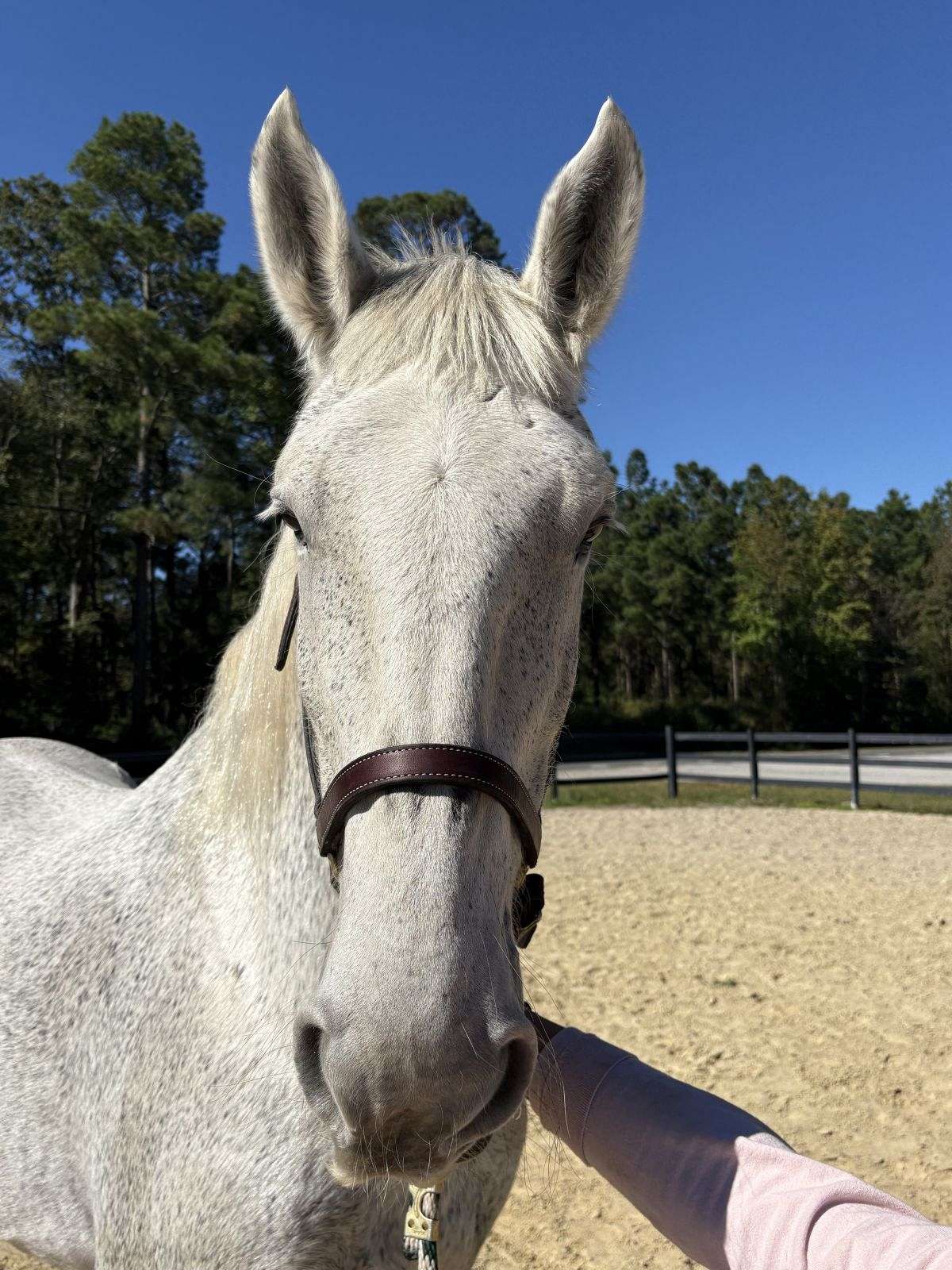 Grey Percheron Mare