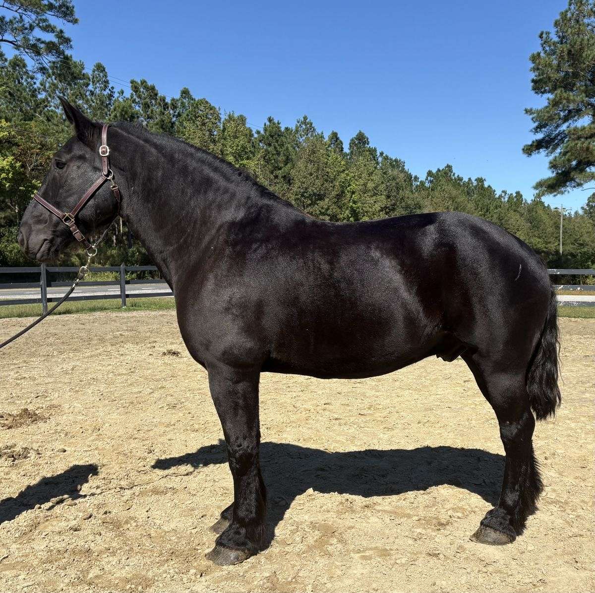 Gentle Percheron Gelding