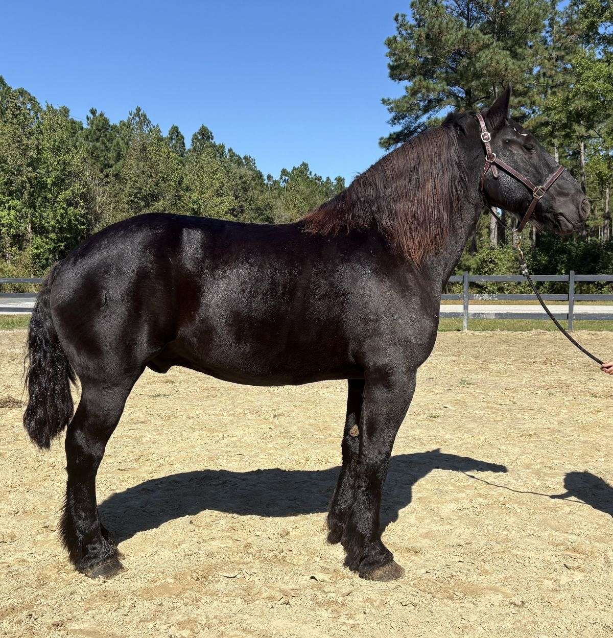 Gentle Percheron Gelding