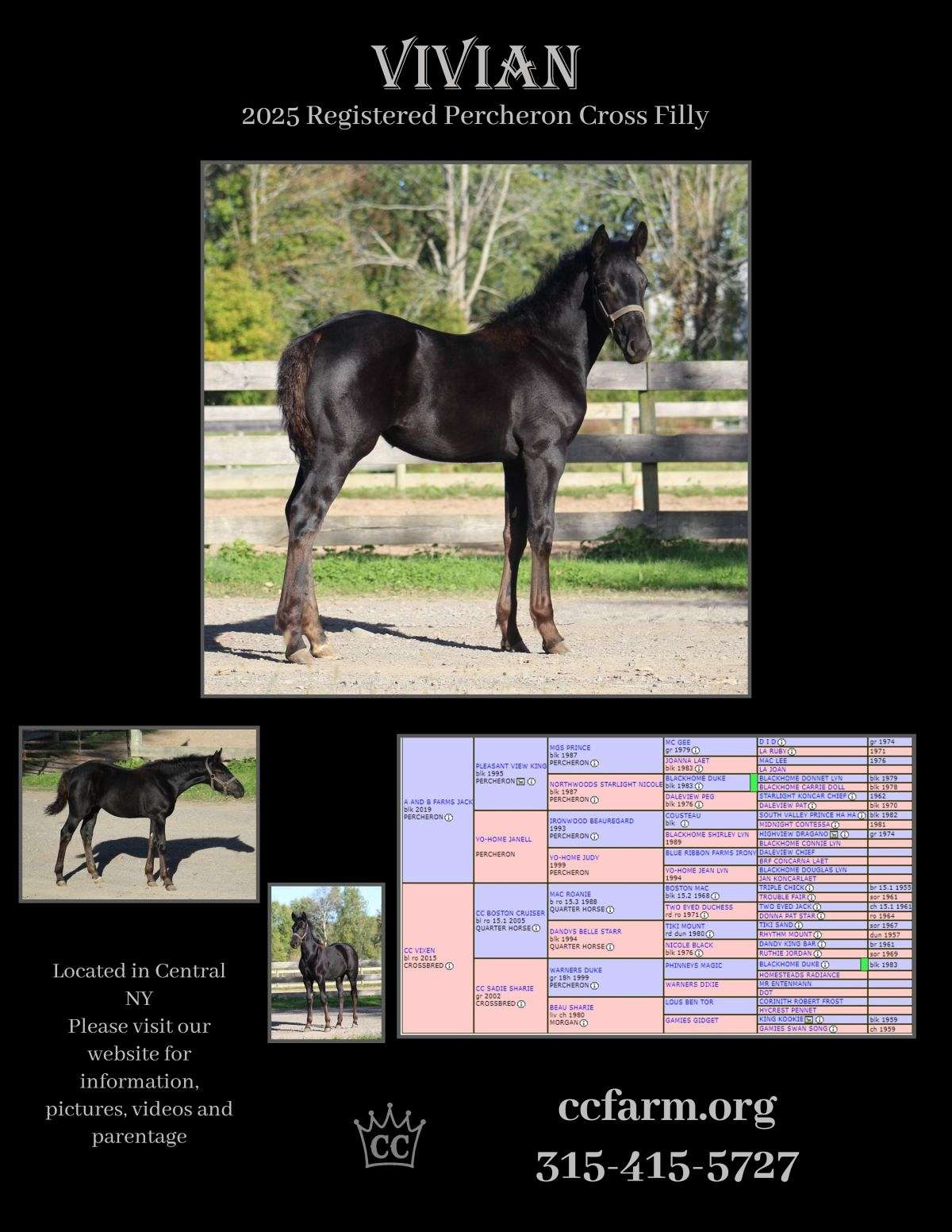 Registered Percheron Cross Filly
