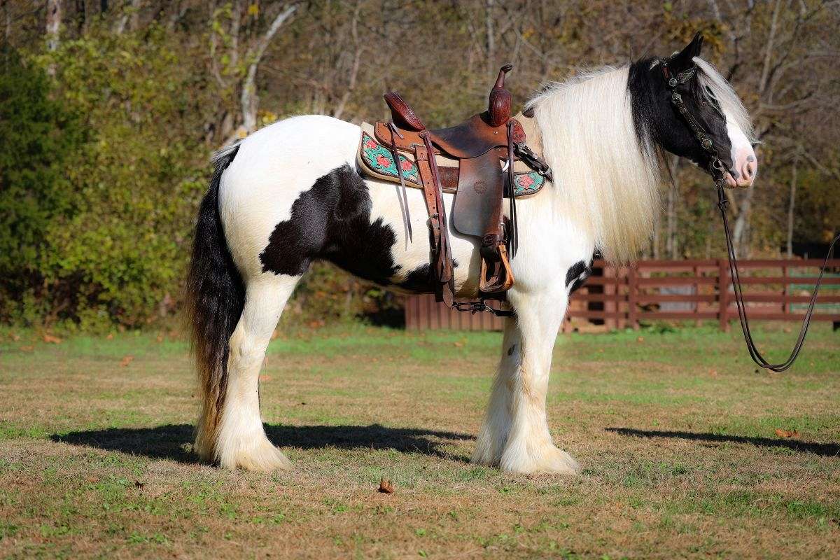 Real Gentle, Quiet, Flashy, Purebred Registered Black and White Gypsy Mare