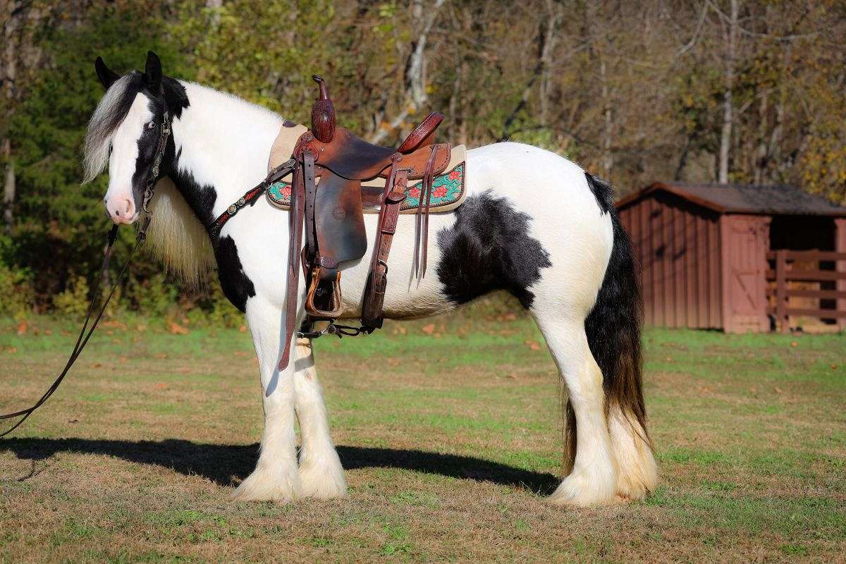 Real Gentle, Quiet, Flashy, Purebred Registered Black and White Gypsy Mare