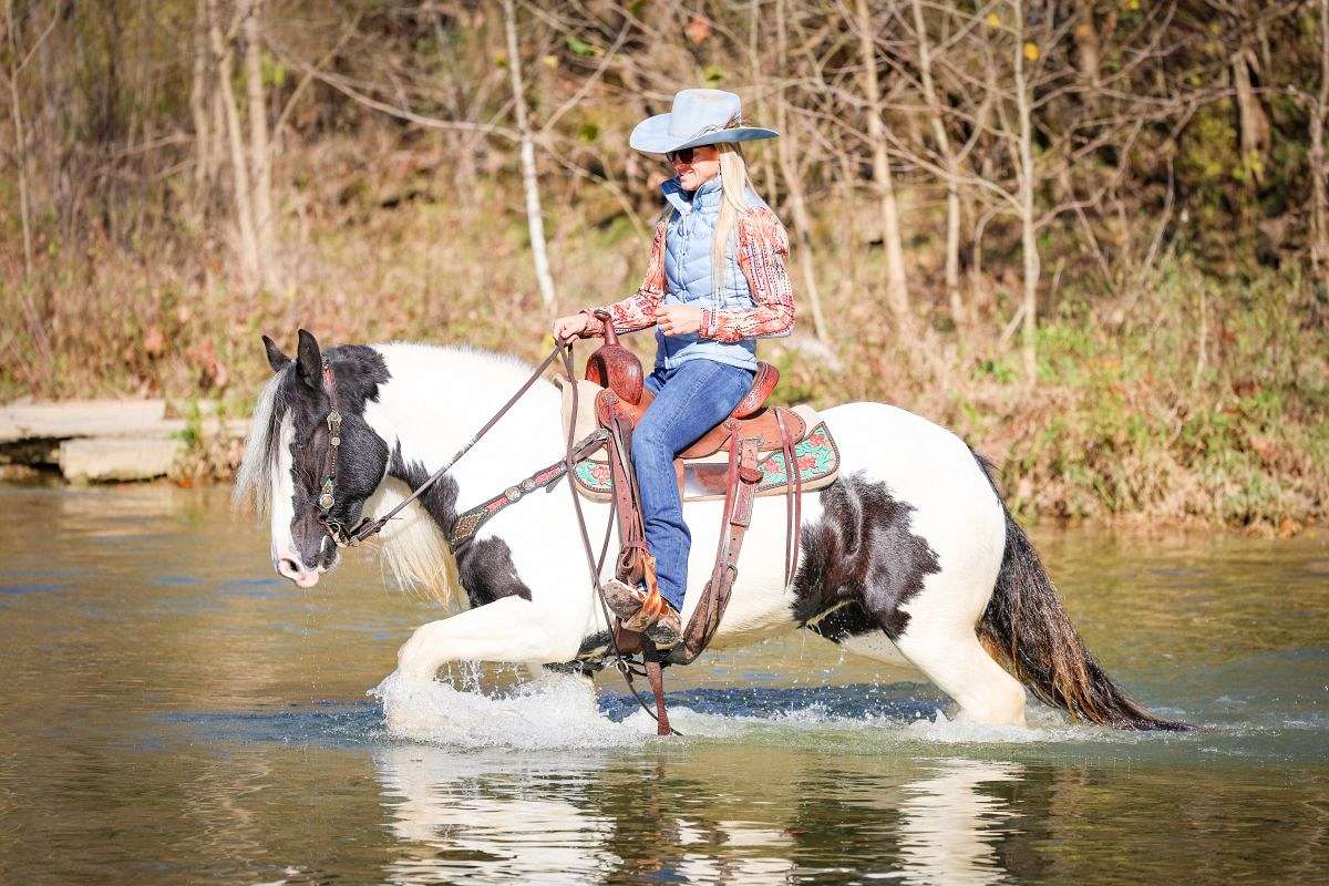 Real Gentle, Quiet, Flashy, Purebred Registered Black and White Gypsy Mare