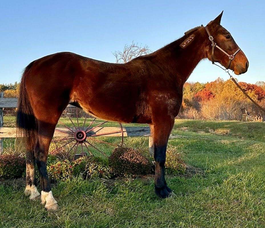 Real Pride - Standardbred Mare