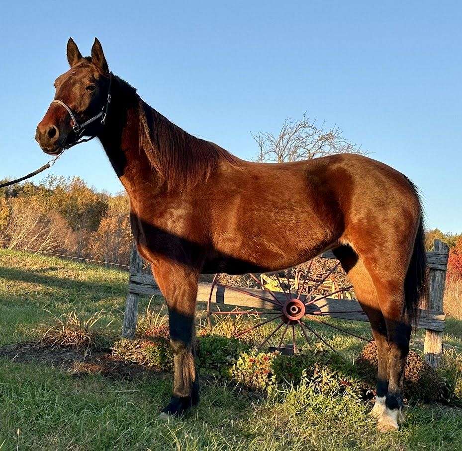 Real Pride - Standardbred Mare