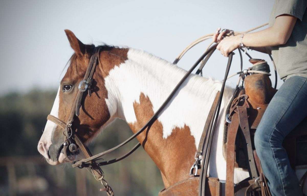 Pablo - Ranch Pony Deluxe 5 Yr Old Red & White Paint Pony Gelding!