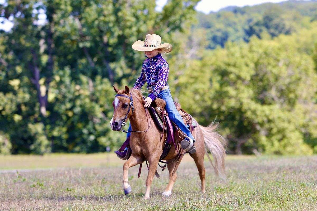 Prince - Sweet and Dependable 5 Yr Old Red Roan Pony Gelding!