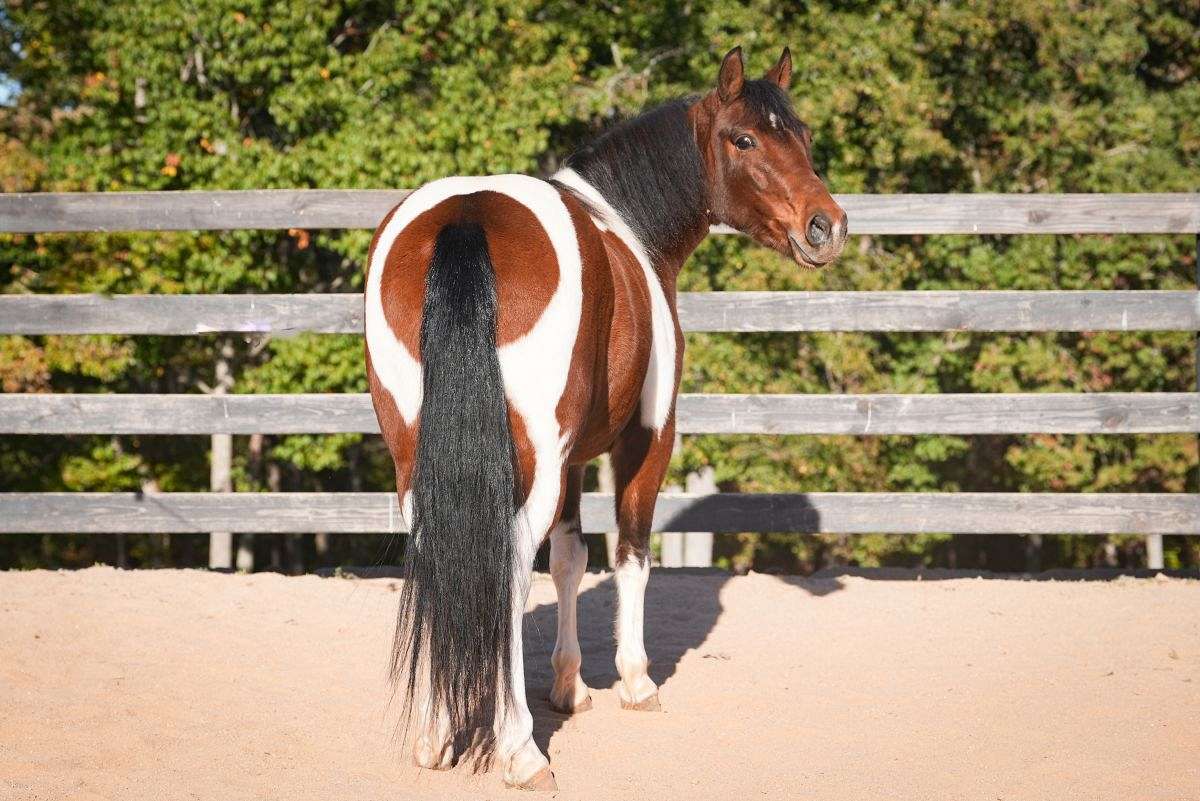 Mouse - Extremely Reliable & Talented 5 Yr Old Paint Pony Gelding!