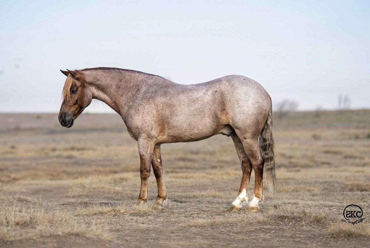 Cowboy - Absolutely Adorable 10 Yr Old Red Roan Welsh-Cobb Pony Gelding!