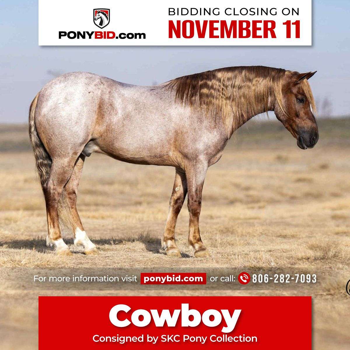 Cowboy - Absolutely Adorable 10 Yr Old Red Roan Welsh-Cobb Pony Gelding!