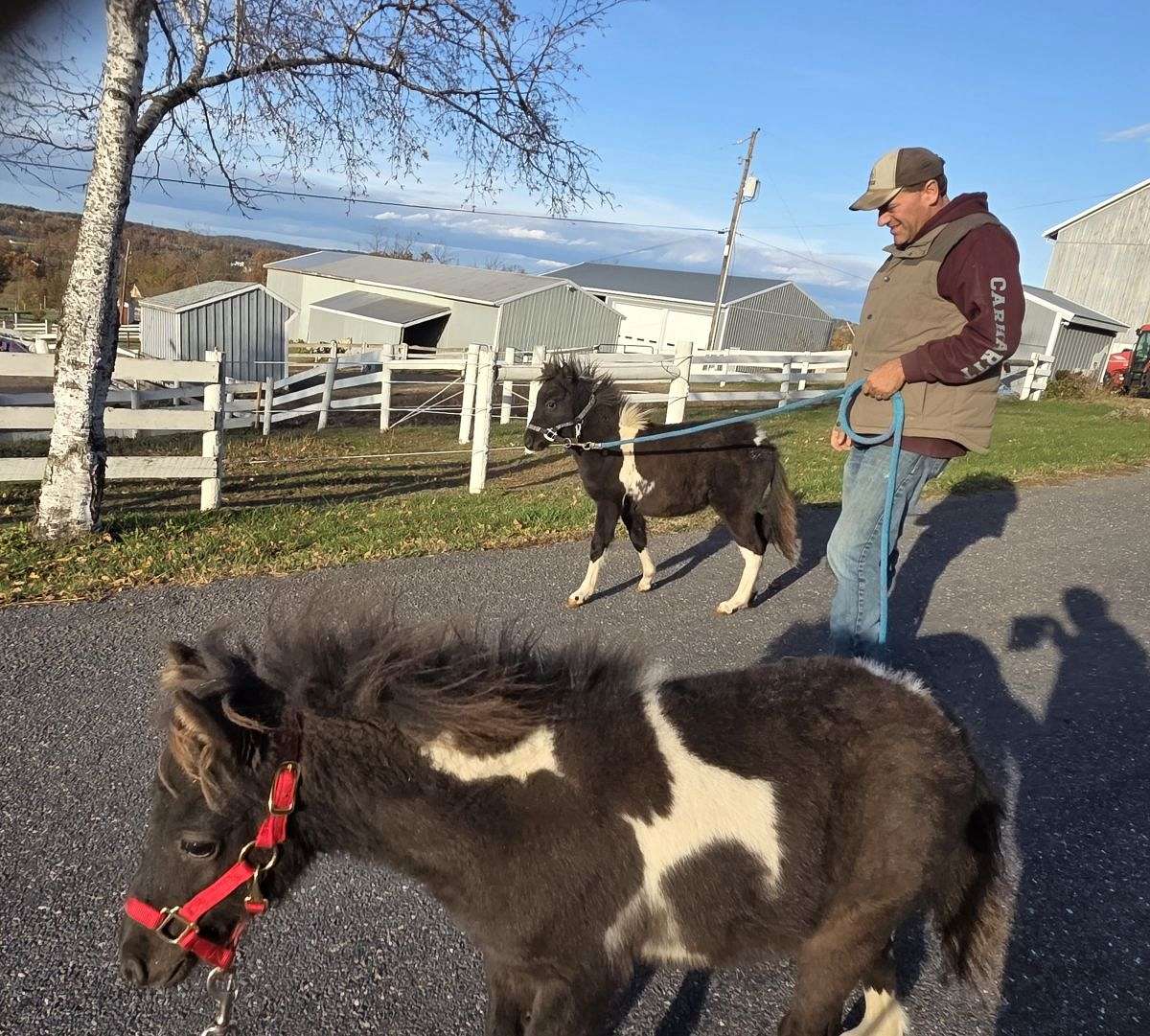 AMHR Miniature Horse Colt Aka Chester