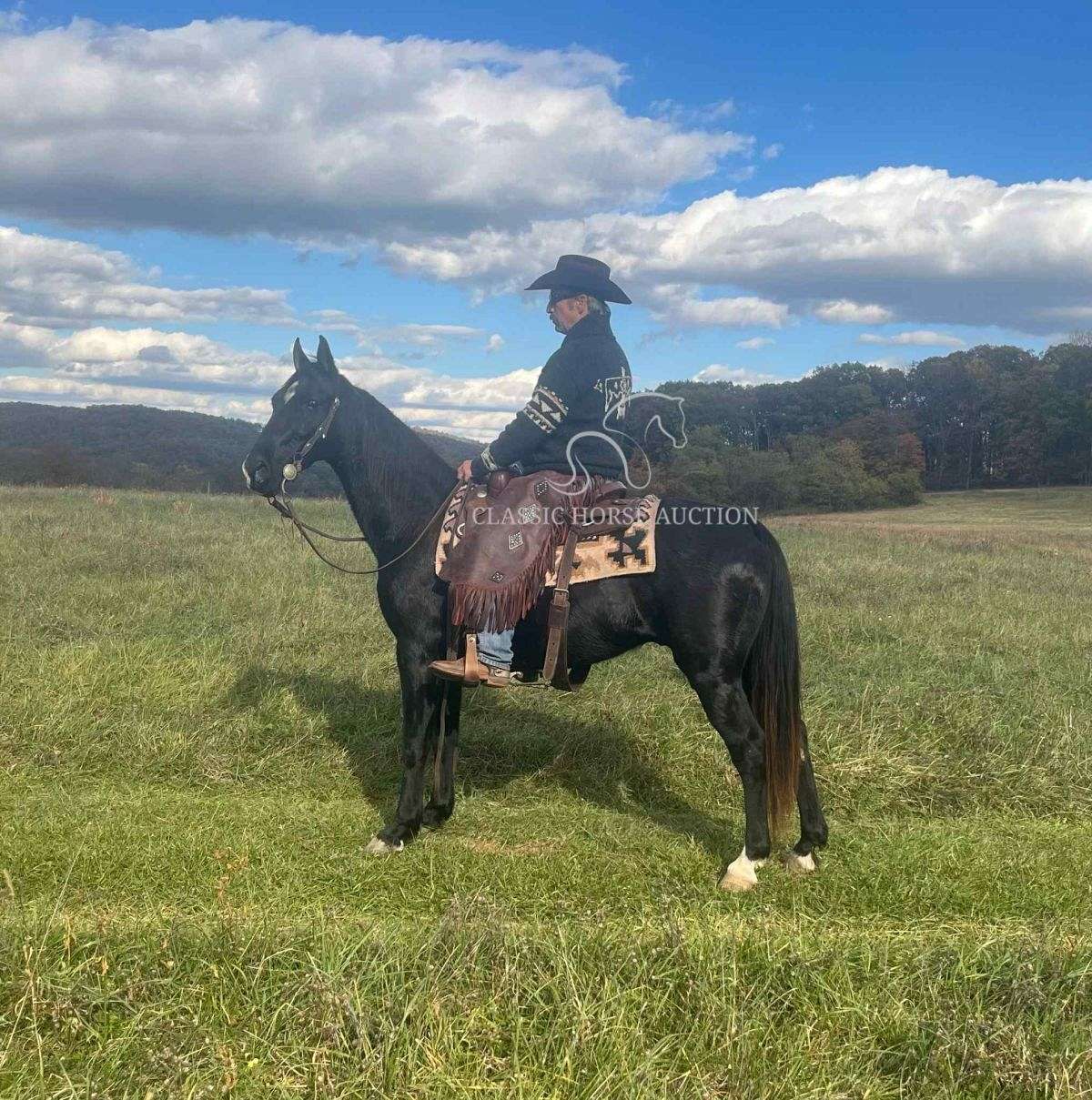 Black Tennessee Walking Horse Trail Horse