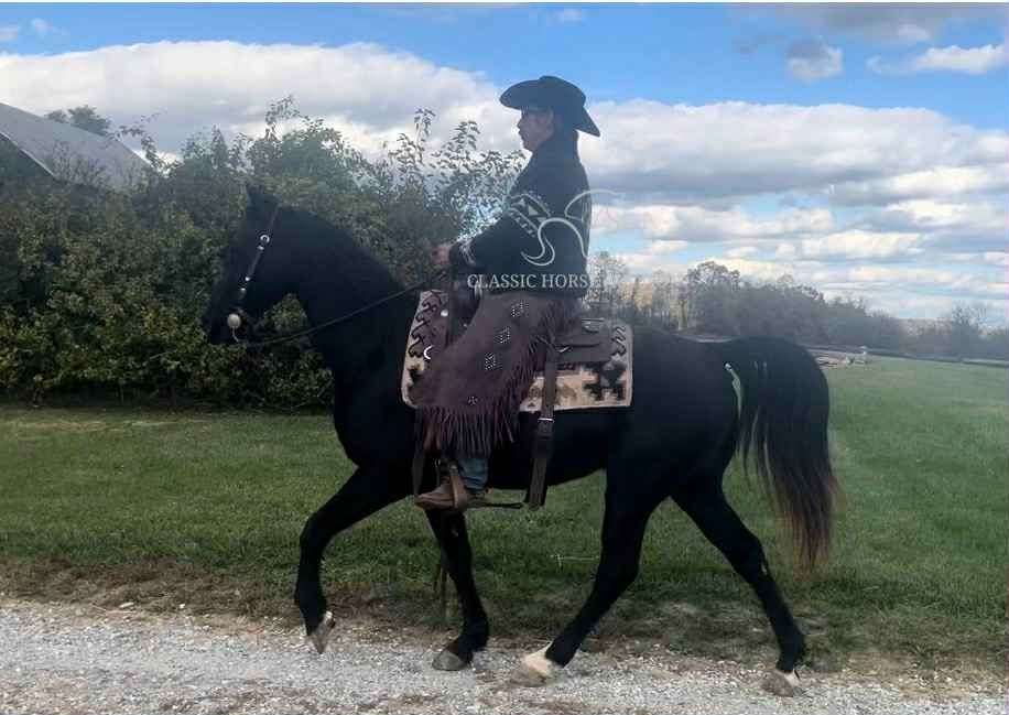 Black Tennessee Walking Horse Trail Horse