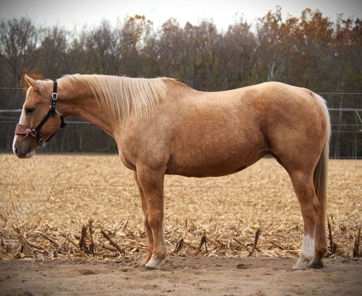 Outstanding Versatile 9 Yr Old Palomino Quarter Horse Mare!