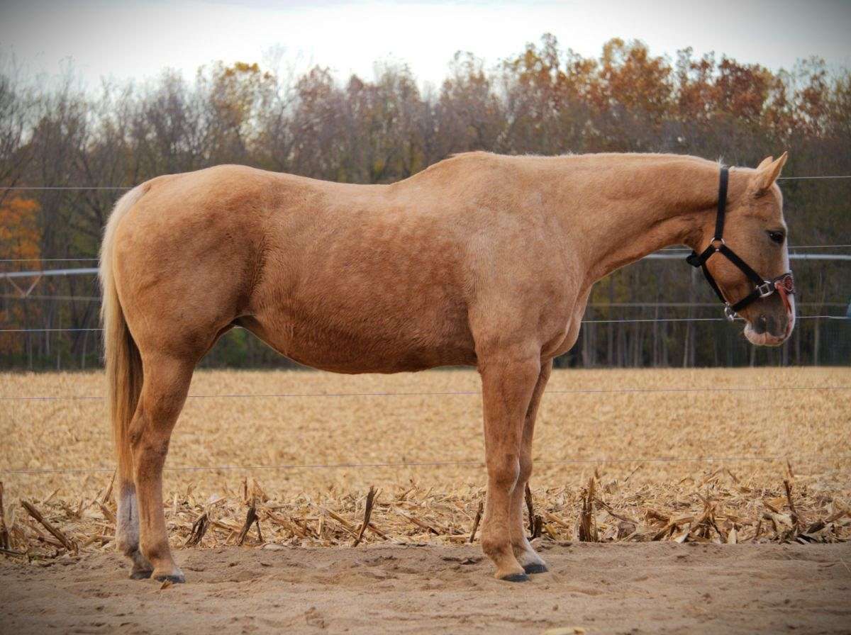 Outstanding Versatile 9 Yr Old Palomino Quarter Horse Mare!