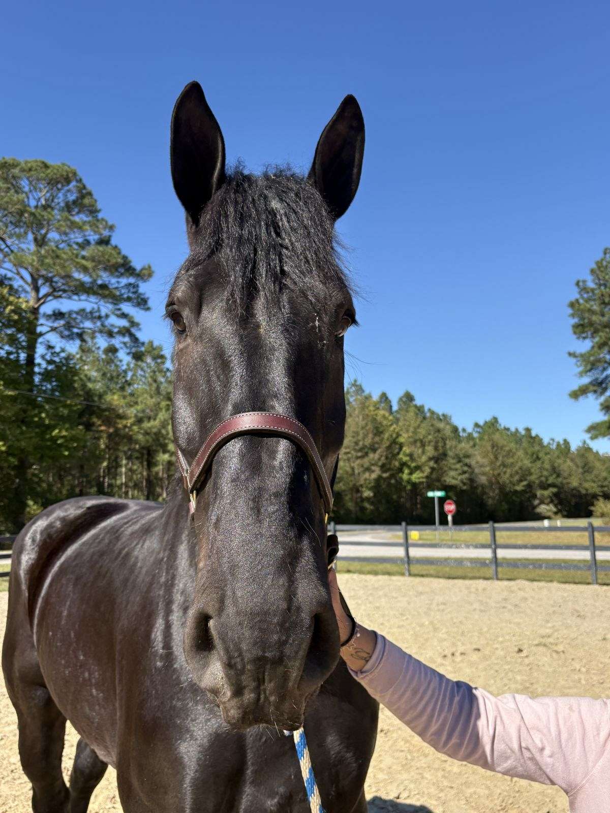 Big Percheron Gelding