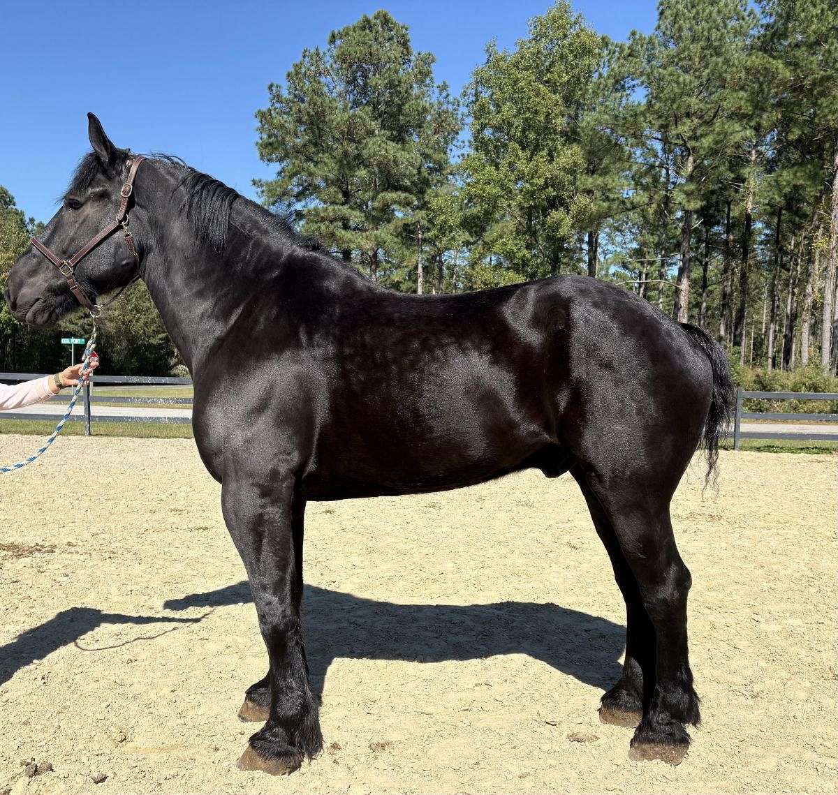 Big Percheron Gelding