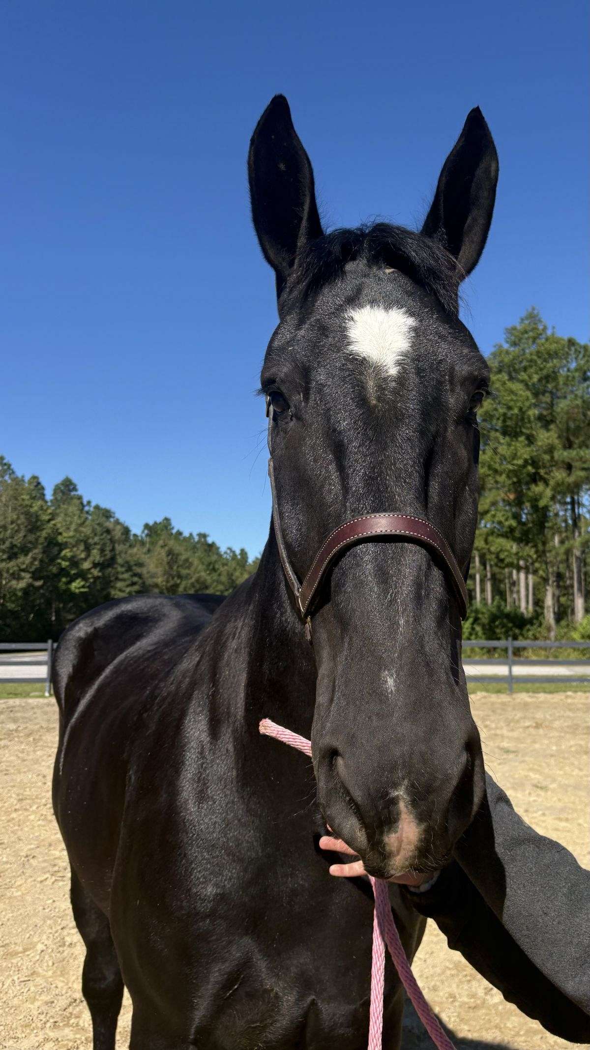 Black Percheron Gelding