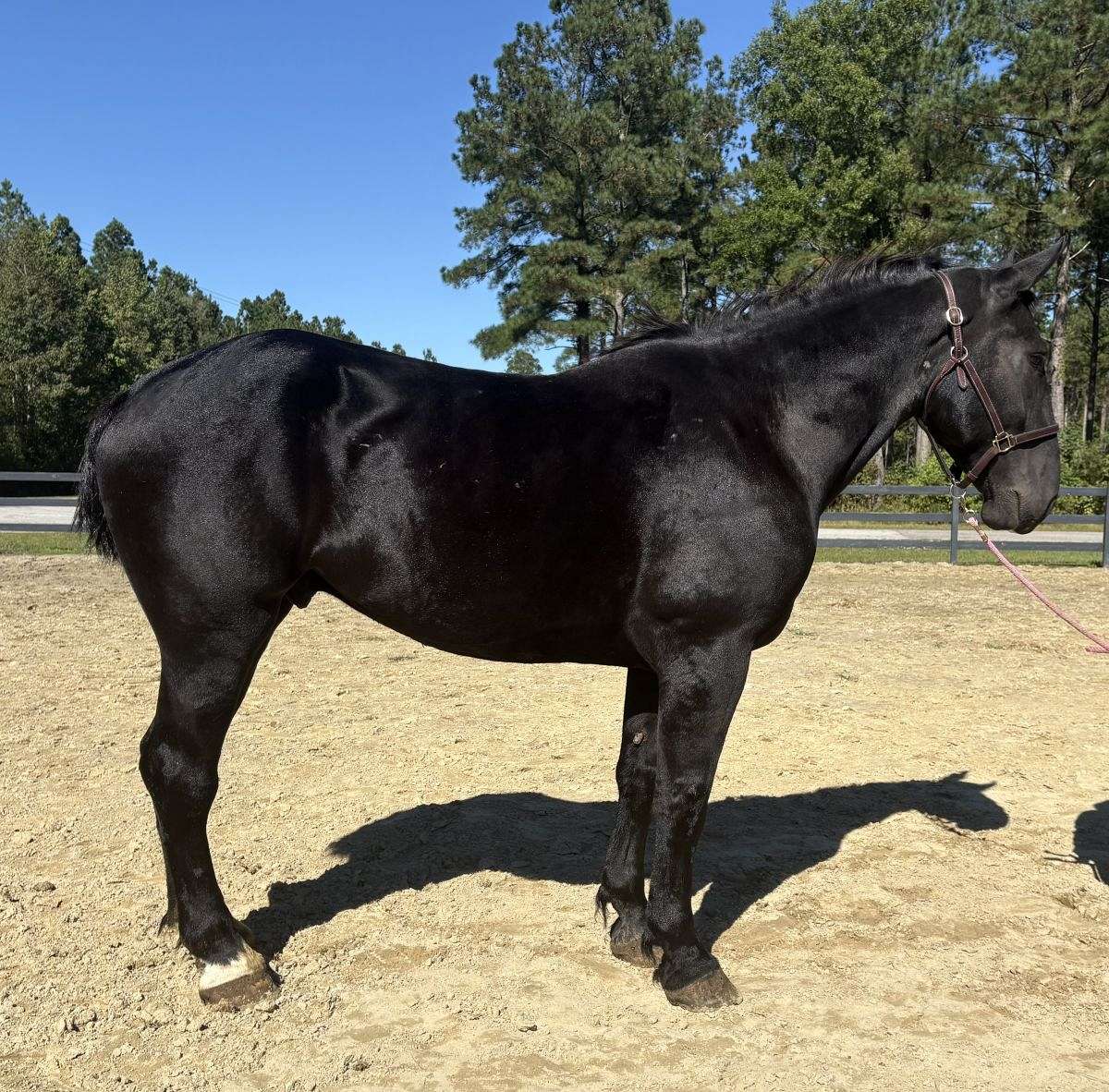Black Percheron Gelding