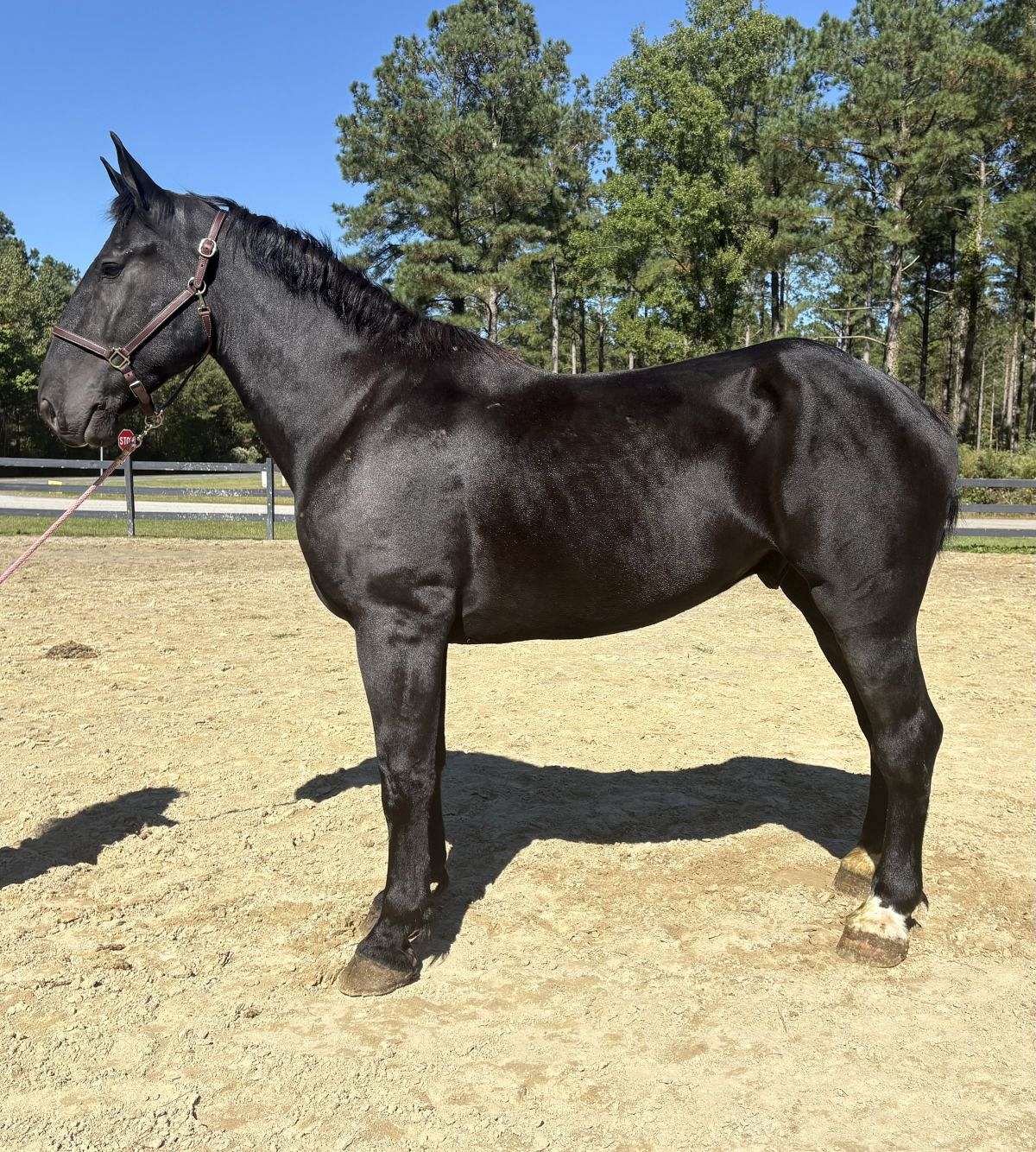 Black Percheron Gelding