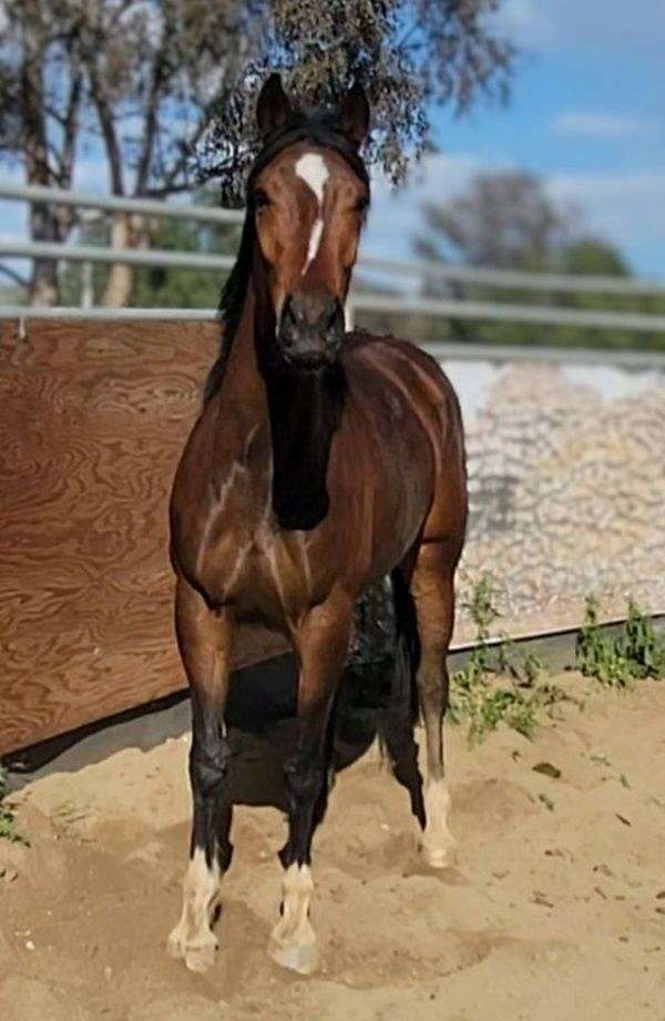 Superbly Athletic OTTB Mare