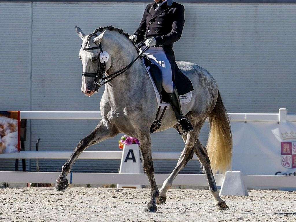 Impressive Grand Prix Lusitano Stallion.